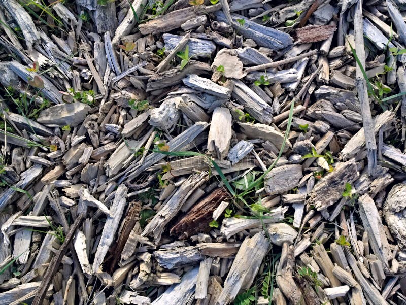 Pieces of Wood on the Ground Stock Image - Image of trunk, crop: 234612553