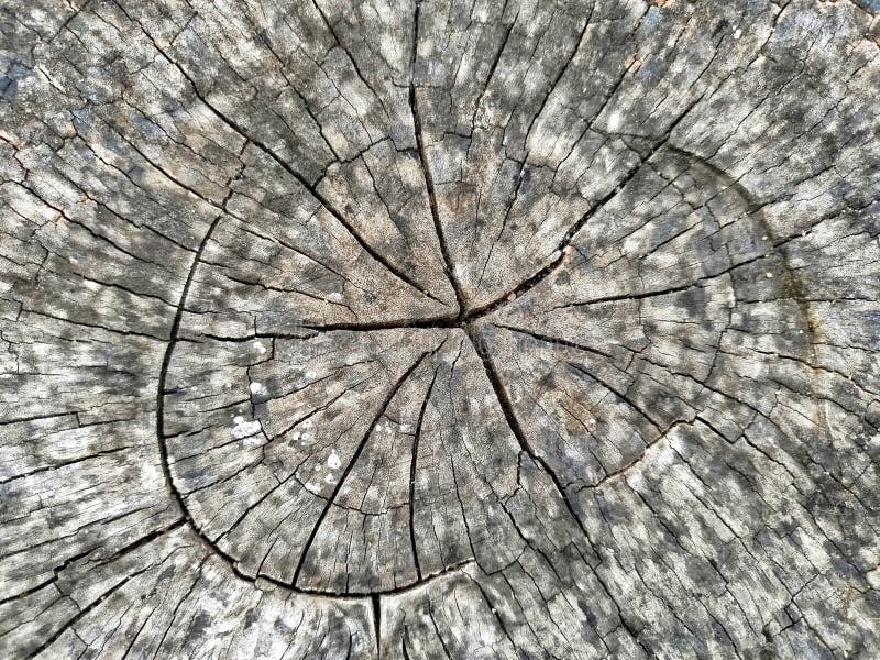 Pieces of Wood that Have Beautiful Patterns Stock Photo - Image of soil ...