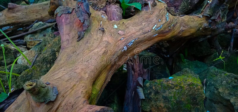 Pieces of Wood that Have Long Been Scattered in the Yard Stock Image ...
