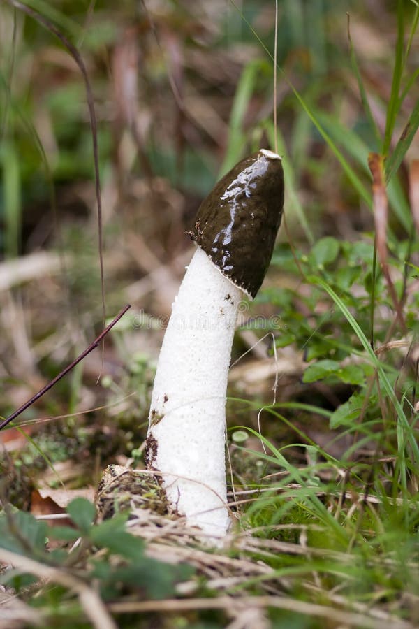 Pieczarka - Pospolity Stinkhorn - Fallus Impudicus Zdjęcie Stock ...