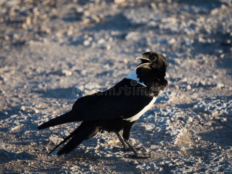 Pied African crow stock image. Image of afternoon, home - 65496833