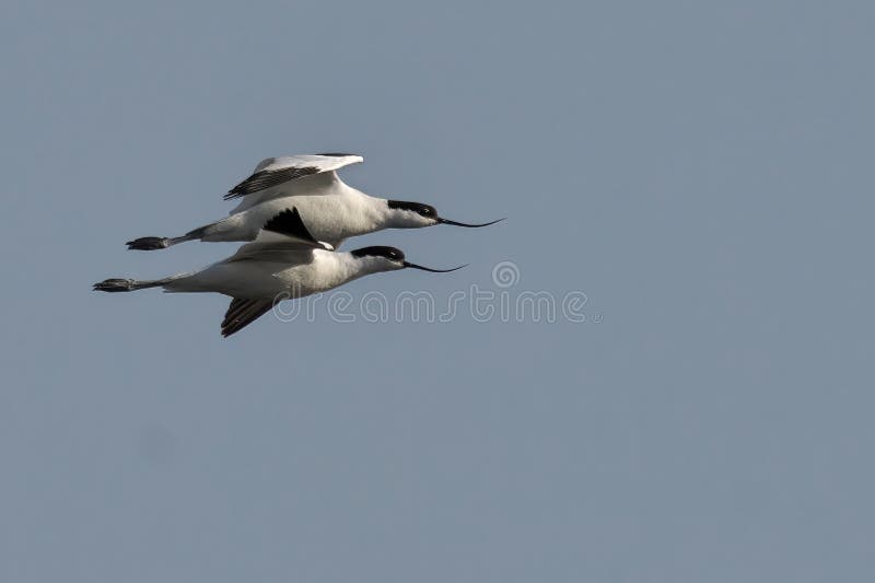 Pied Avocet Bird Displaying Spread Wings and Open Beaks Stock Image ...