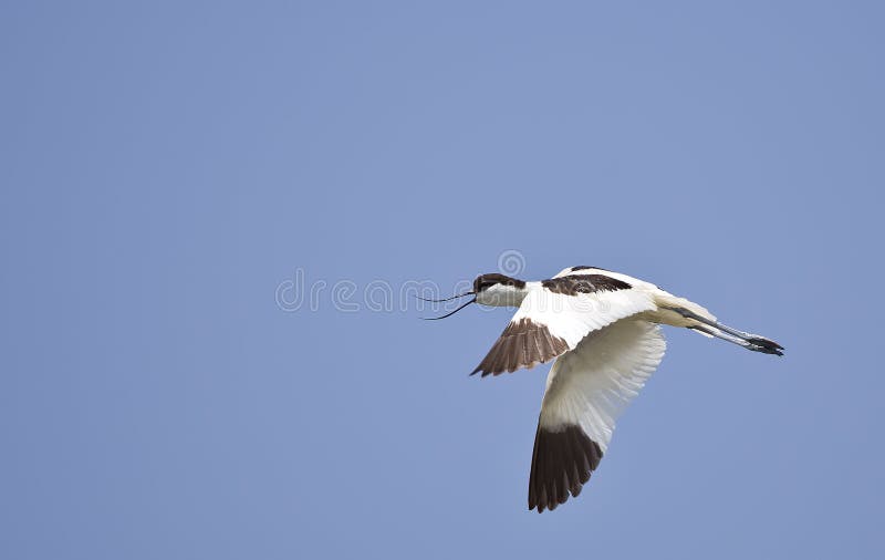 Pied Avocet in Flight stock photo. Image of plumage, wildlife - 42073134