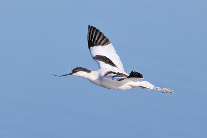 Pied Avocet Flying Over Water Stock Photo - Image of migration, birds ...