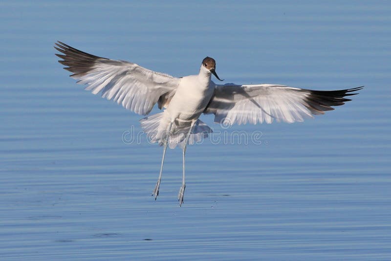 Pied Avocet Flying Over Water Stock Image - Image of bird, avosetta ...