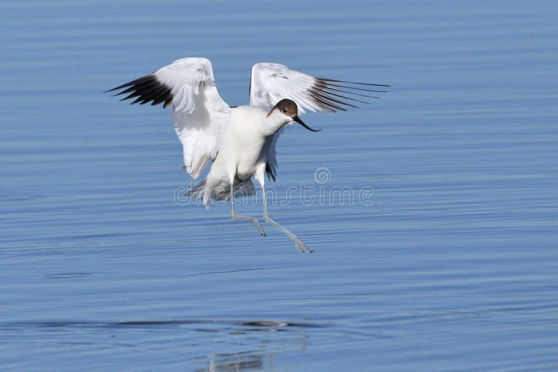 Pied Avocet Flying Over Water Stock Photo - Image of migration, birds ...
