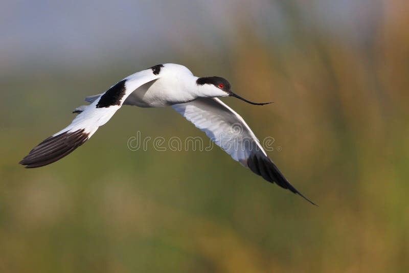 Pied Avocet Flying Over Water Stock Image - Image of birds, white: 25981255