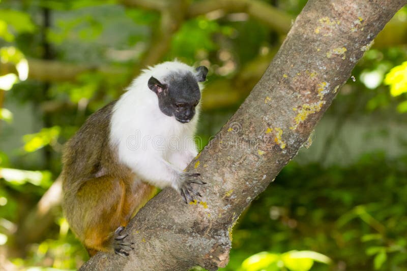 Pied bare-faced tamarin stock photo. Image of endangered - 129686948