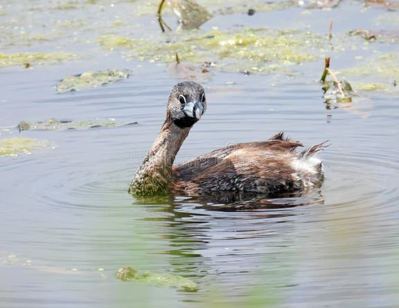 Pied Bill Grebe stock image. Image of fingerlakes, podiceps - 284060373