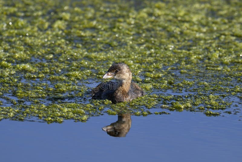 Pied-billed Grebe, Podilymbus Podiceps Stock Image - Image of life ...