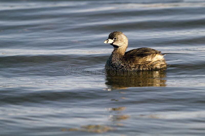 Pied-billed Grebe, Podilymbus Podiceps Stock Image - Image of breeding ...
