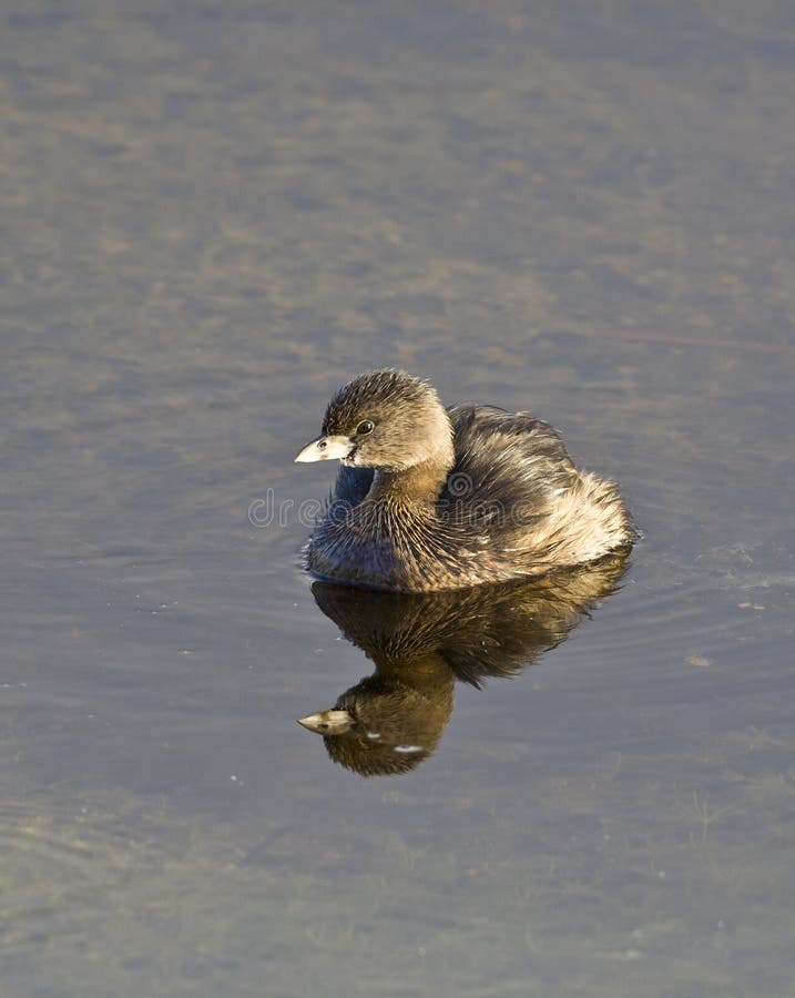 Pied-billed Grebe (Podilymbus Podiceps) Stock Image - Image of park ...