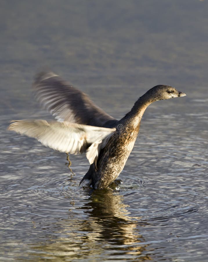 Pied-billed Grebe (Podilymbus Podiceps) Stock Image - Image of feathers ...