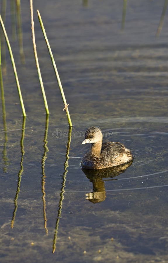 Pied-billed Grebe (Podilymbus Podiceps) Stock Image - Image of flight ...