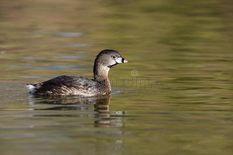 Pied-billed Grebe, Podilymbus Podiceps Stock Photo - Image of ...