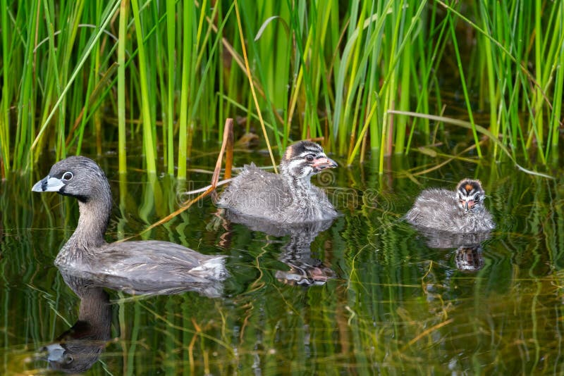 Pied-billed Grebe with Two Chicks Stock Image - Image of birds, close ...