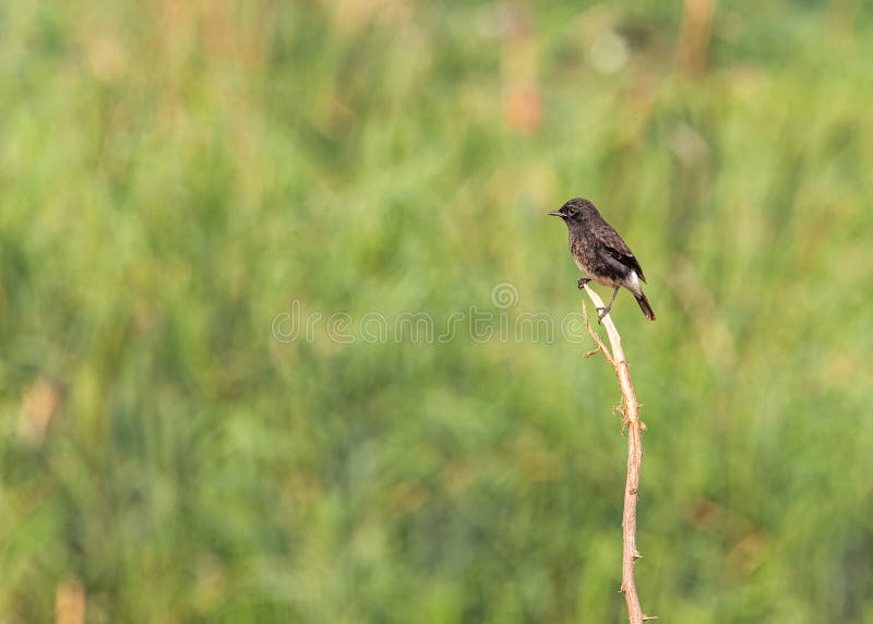 Pied Bush Chat on a branch stock photo. Image of wing - 229843144