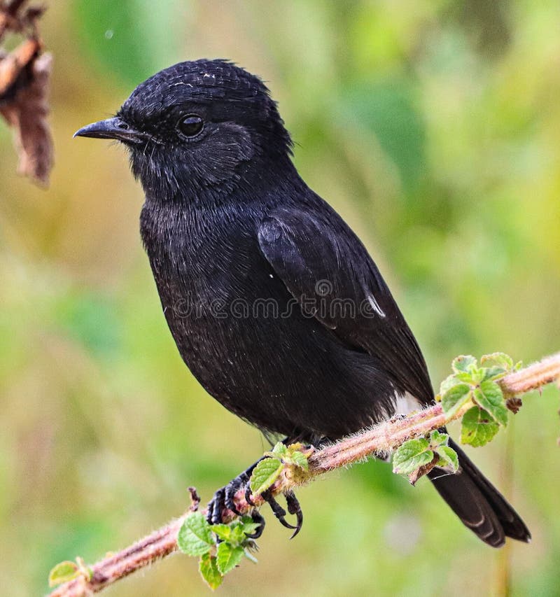Pied bushcat in wild stock photo. Image of birds, bushcat - 206245594