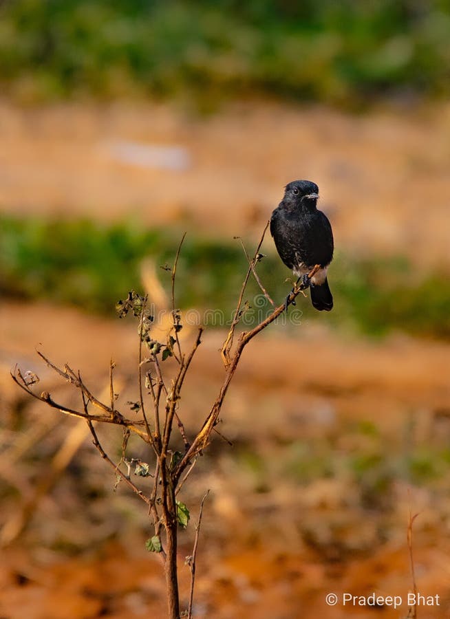 Pied bushcat India stock photo. Image of pied, prairie - 195759904