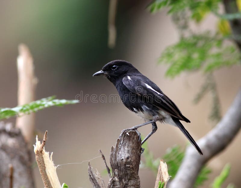 273 Pied Robin Stock Photos - Free & Royalty-Free Stock Photos from ...