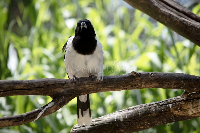 The Pied Butcher Bird is Perched in a Tree Stock Photo - Image of ...