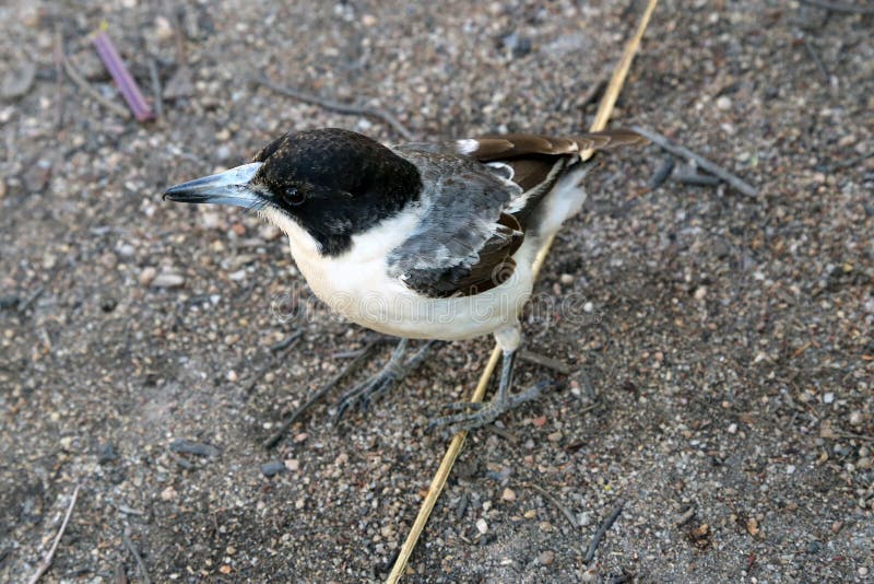 Pied Butcherbird stock image. Image of territory, butcherbird - 75733529