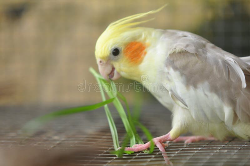 Pied Cockatiel Parrot stock photo. Image of pied, feather - 104981076