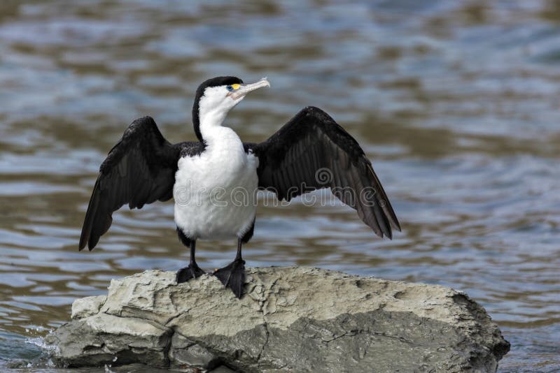Pied Cormorant (Phalacrocorax Varius) Stock Image - Image of open ...