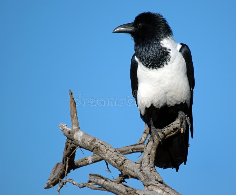 Pied Crow stock image. Image of animal, twig, branch - 14600635