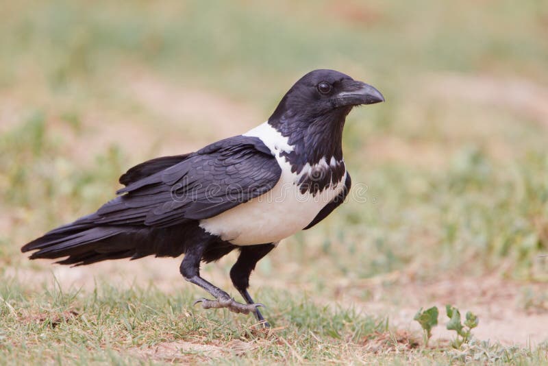 Pied Crow stock photo. Image of albus, africa, south - 13204630