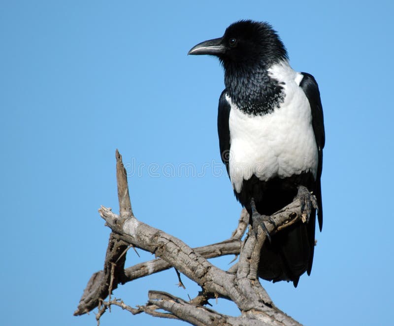 Pied Crow. stock image. Image of scavenger, africa, crow - 2317803
