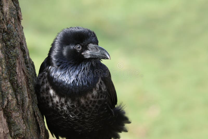 George Carlin editorial stock image. Image of premiere - 20288449