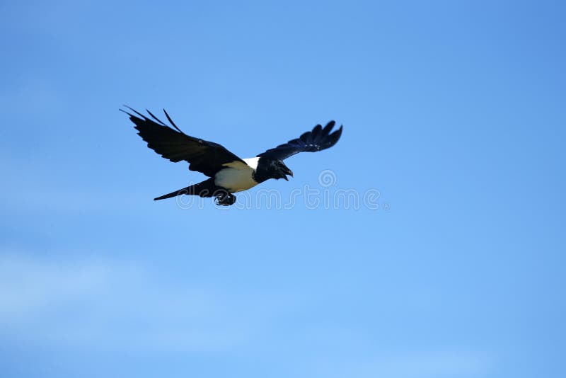 Pied Crow Flying stock photo. Image of albus, wingspan - 92142030