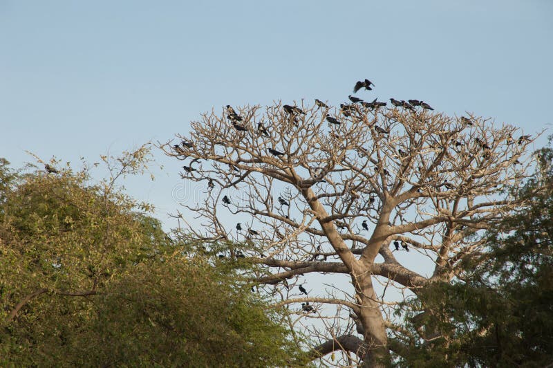 Pied Crows Corvus Albus on a Communal Roost. Stock Photo - Image of ...