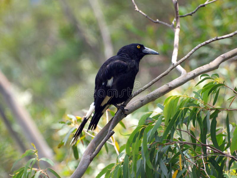 Pied Currawong Perched in the Trees, Sydney, Australia Stock Photo ...