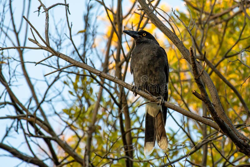 A Pied Currawong Sitting on a Tree Branch Stock Image - Image of tree ...