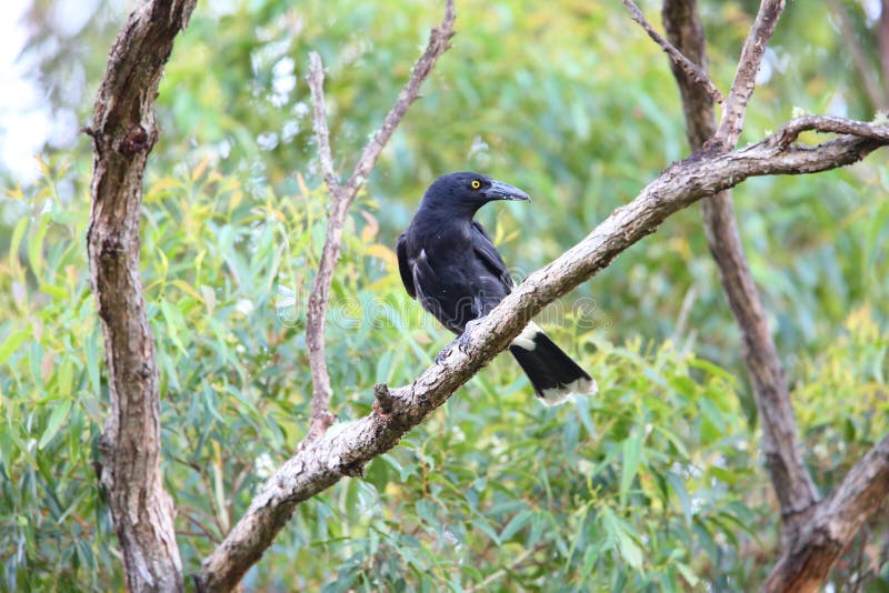 Black Currawong Portrait - Native Tasmanian Bird. Cradle Mountain ...