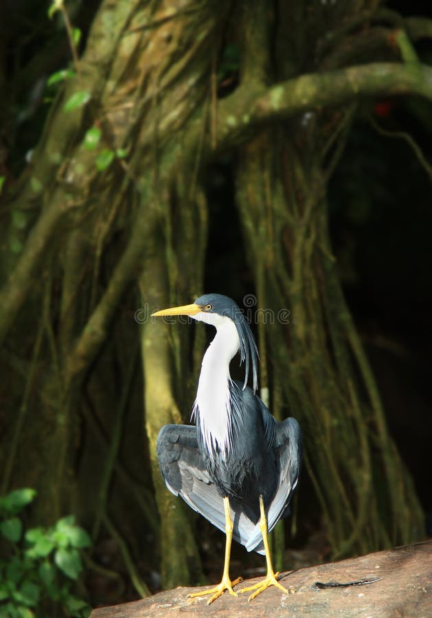 Strangler Fig Tree in the Tropical Forest Close Up View Stock Photo ...