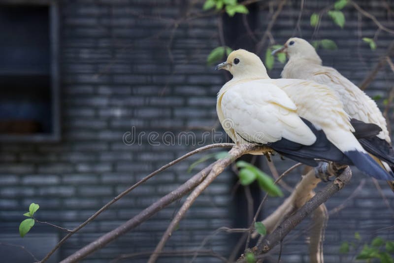 The Pied Imperial Pigeon Bird is Rest in the Garden Stock Photo - Image ...