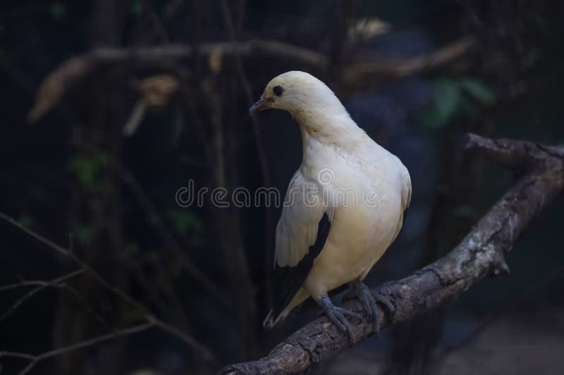 The Pied Imperial Pigeon Bird is Rest in the Garden Stock Image - Image ...