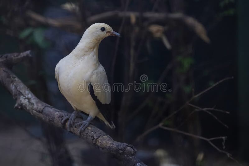 The Pied Imperial Pigeon Bird is Rest in the Garden Stock Image - Image ...