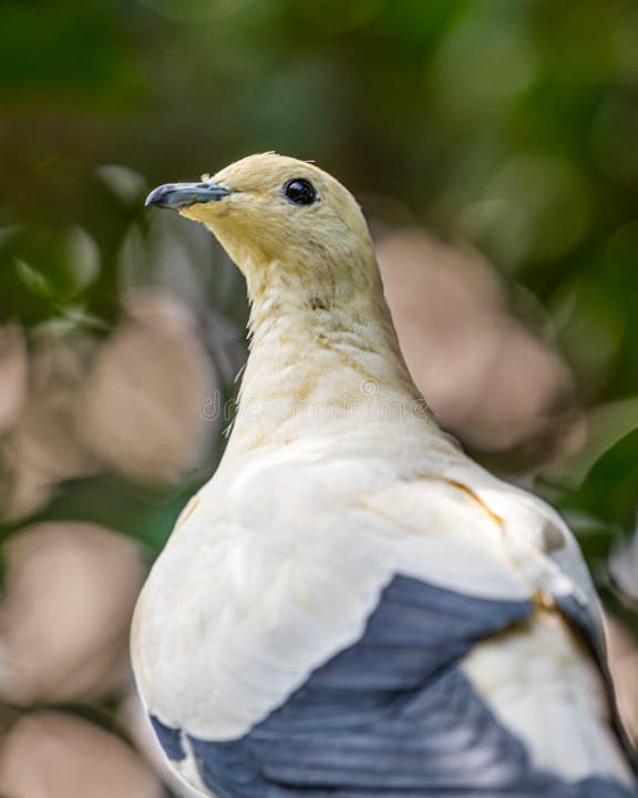 A Pied Imperial Pigeon stock image. Image of garden - 387622235