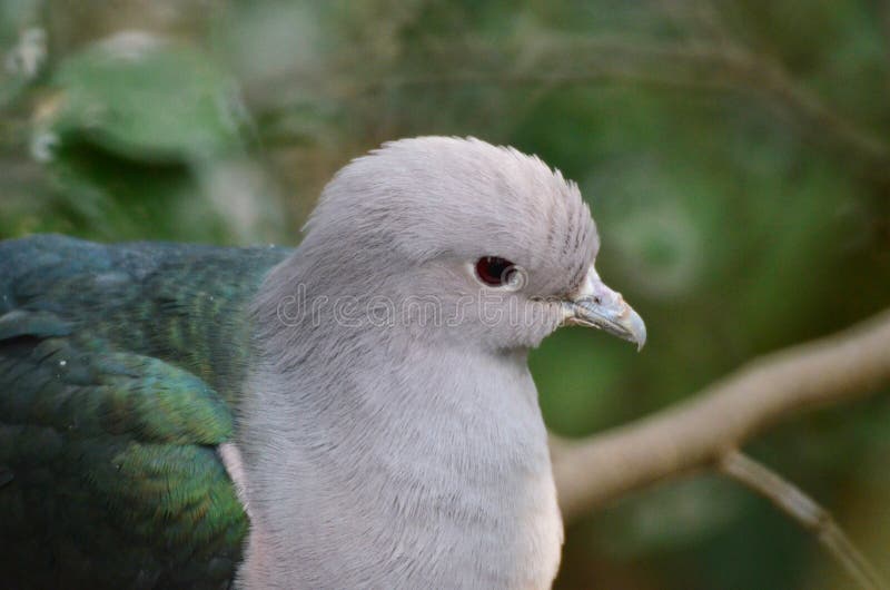 A Pied Imperial Pigeon Perch on Twig at Hk Park Stock Image - Image of ...