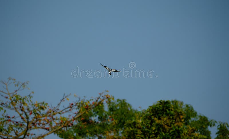 Pied Kingfisher in flight stock image. Image of wildlife - 309493143