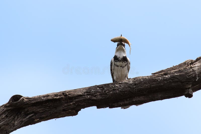 Pied Kingfisher Killing a Fish by Hitting it on Branch Stock Photo ...
