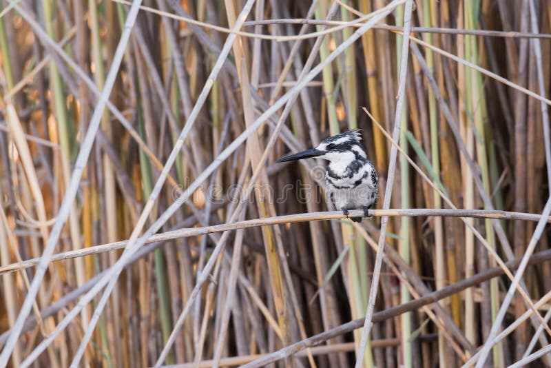 Pied kingfisher in reeds stock photo. Image of pied, caprivi - 70022036