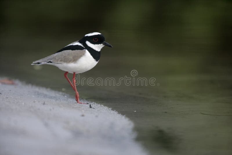 Pied Lapwing, Vanellus Cayanus Stock Image - Image of lapwing, wildlife ...
