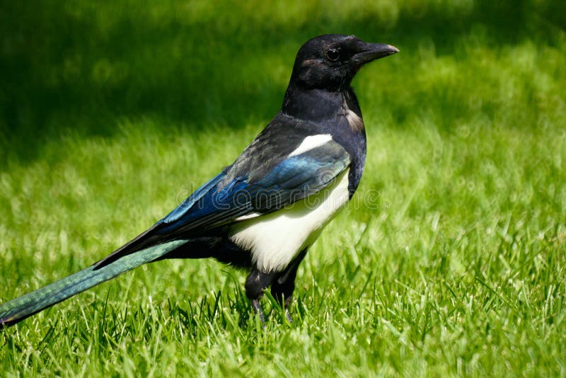 Pied magpie stock image. Image of magpie, sward, birds - 21314865