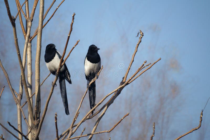 Pied magpie stock image. Image of winter, wildlife, animal - 22442093