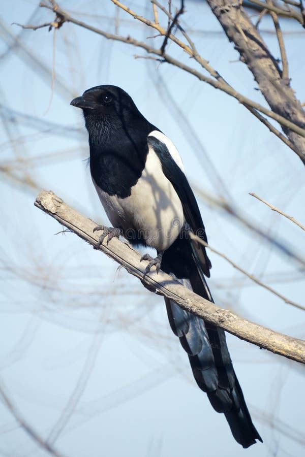 Pied magpie stock image. Image of magpie, winter, wildlife - 22449351